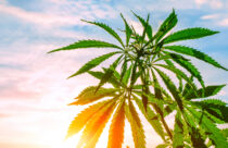 Hamman on MSOS After Rescheduling: What Really Happened? - The Dales Report